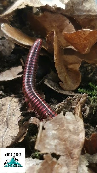 Black Fire Millipedes in their New Enclosure #Millipedes - YouTube