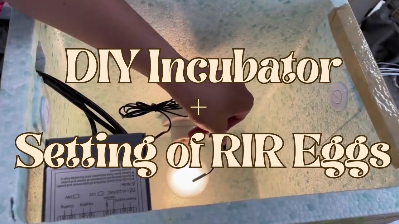 DIY Incubator + Setting of RIR eggs [VETM2K-GR8] - YouTube