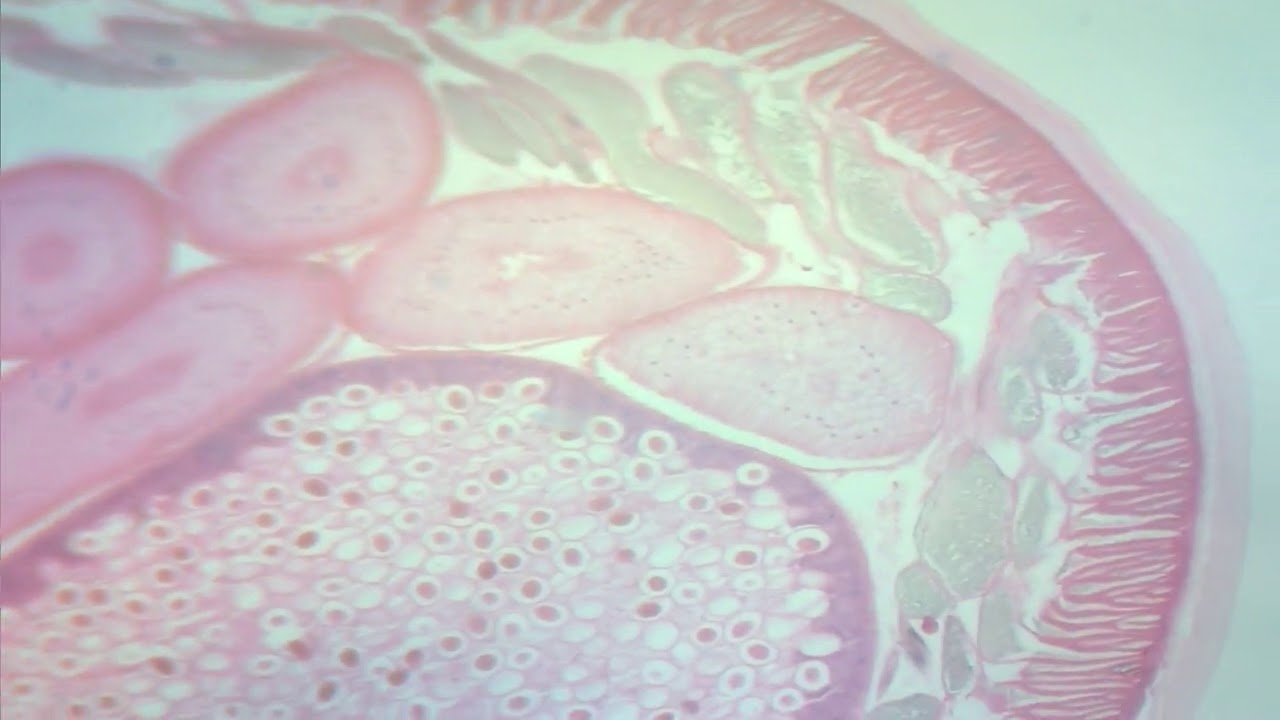 USB microscope stand with x-y base and built in backlight - YouTube