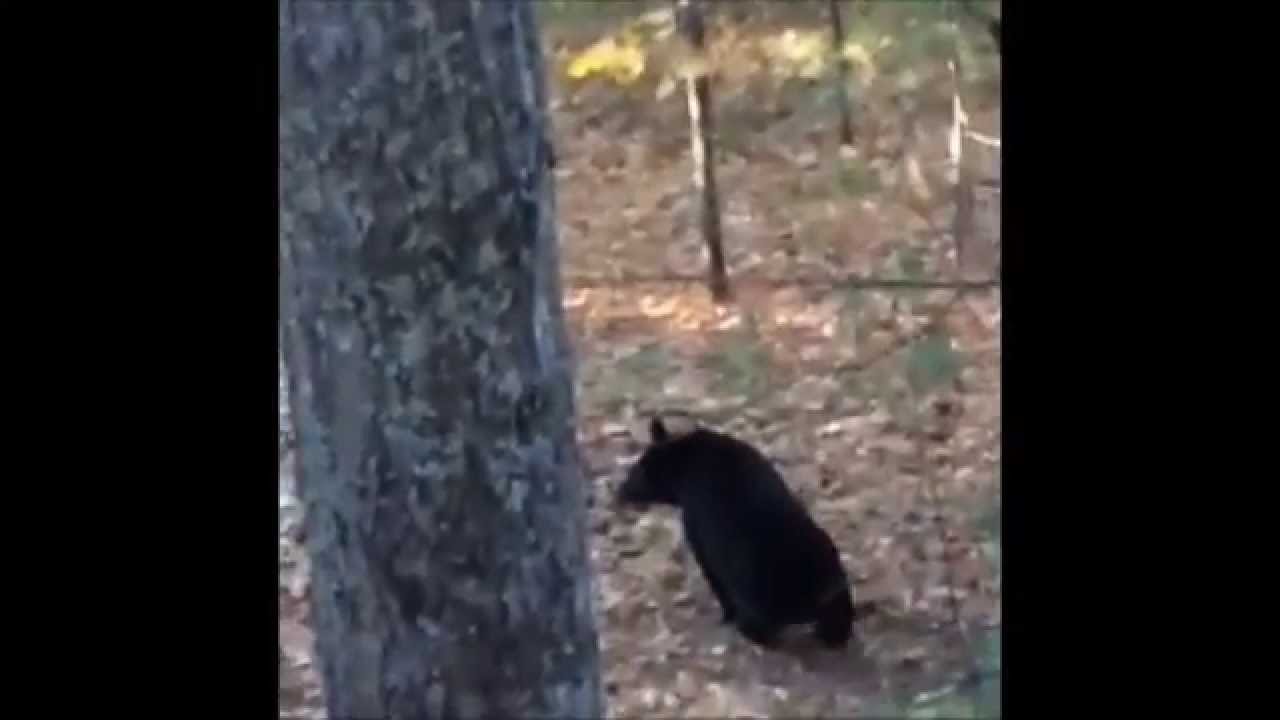Big Black Bear under tree Stand Southern NH - YouTube