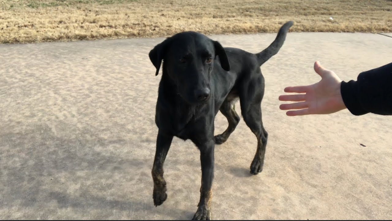 Stray Dog wants Love, but is too Scared - YouTube