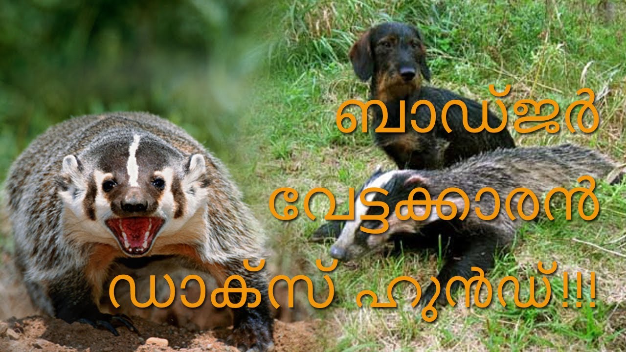 Dachshund (Badger Dog) | Meet the Dog - ഡാക്സ് ഹുണ്ട് - YouTube