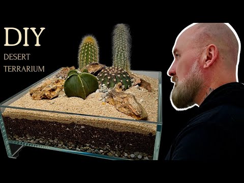 DIY Desert TERRARIUM with tiny CACTUS/CACTI in a DOOA GLASS AIR 20×20× ...