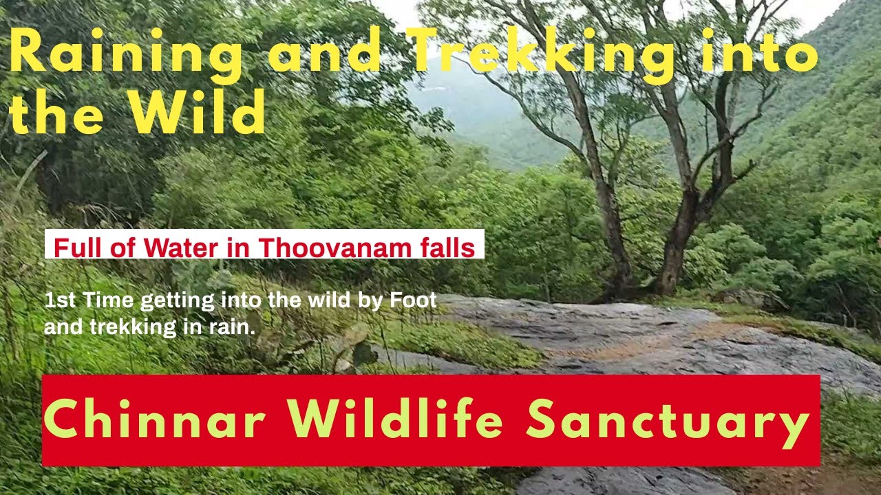 Exploring the Beauty of Chinnar Wildlife Sanctuary on Foot #forest # ...