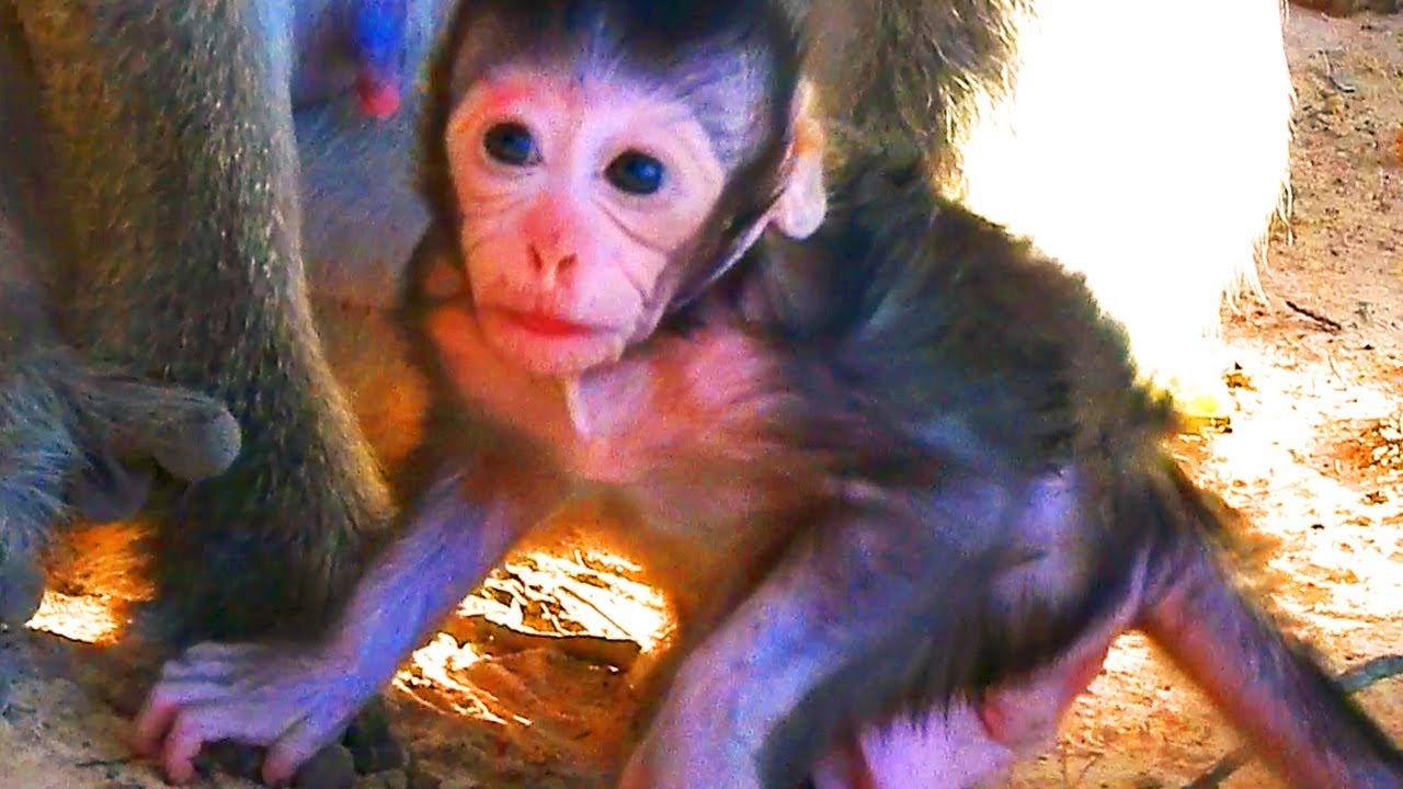 Amazing! Newborn Baby Tia Training Very Well Without Help From Mom ...