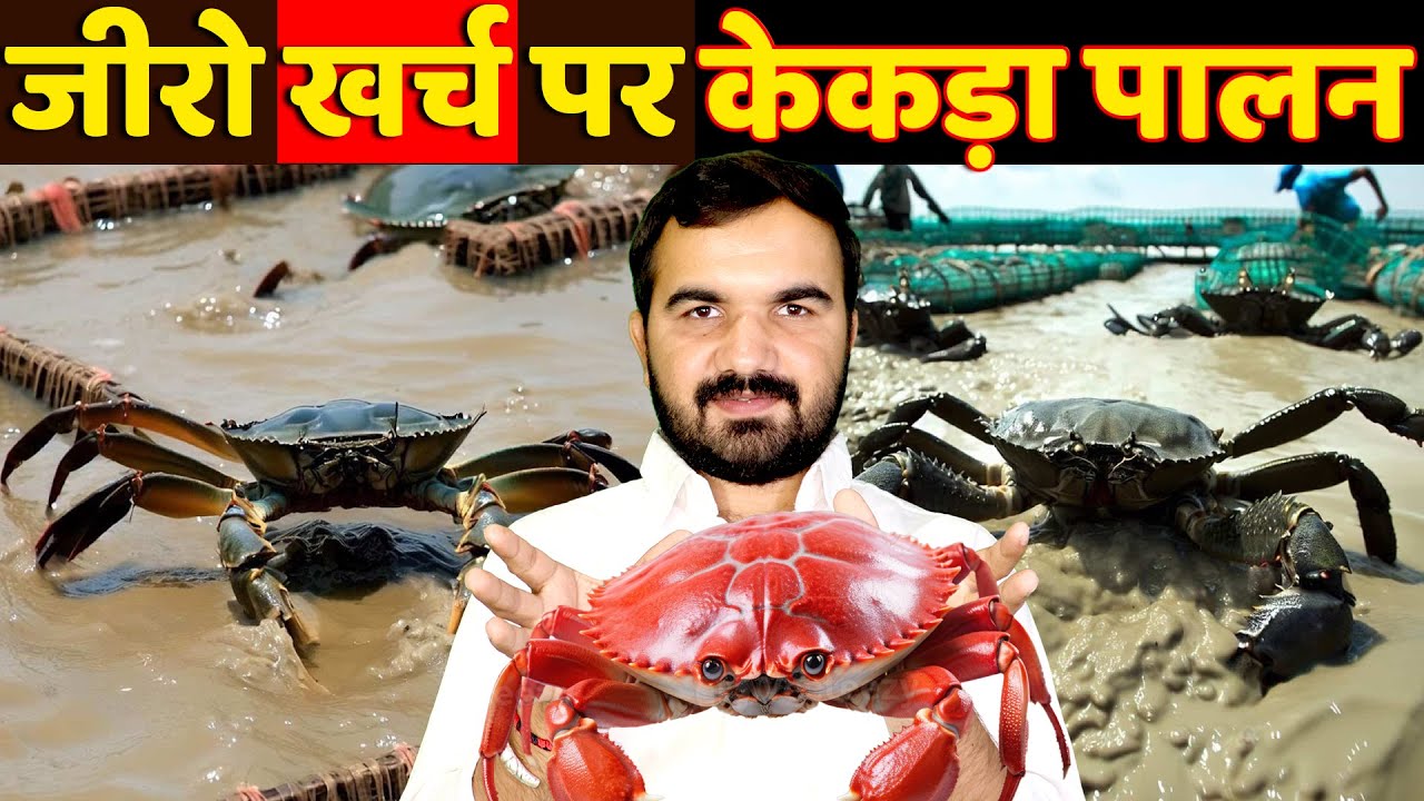 Zero Budget crab farming | Kekda Palan | केकड़ा पालन | लाखों में कमाई ...