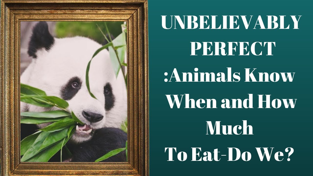 UNBELIEVABLY PERFECT: Animals Know When and How Much to Eat - DO WE ...