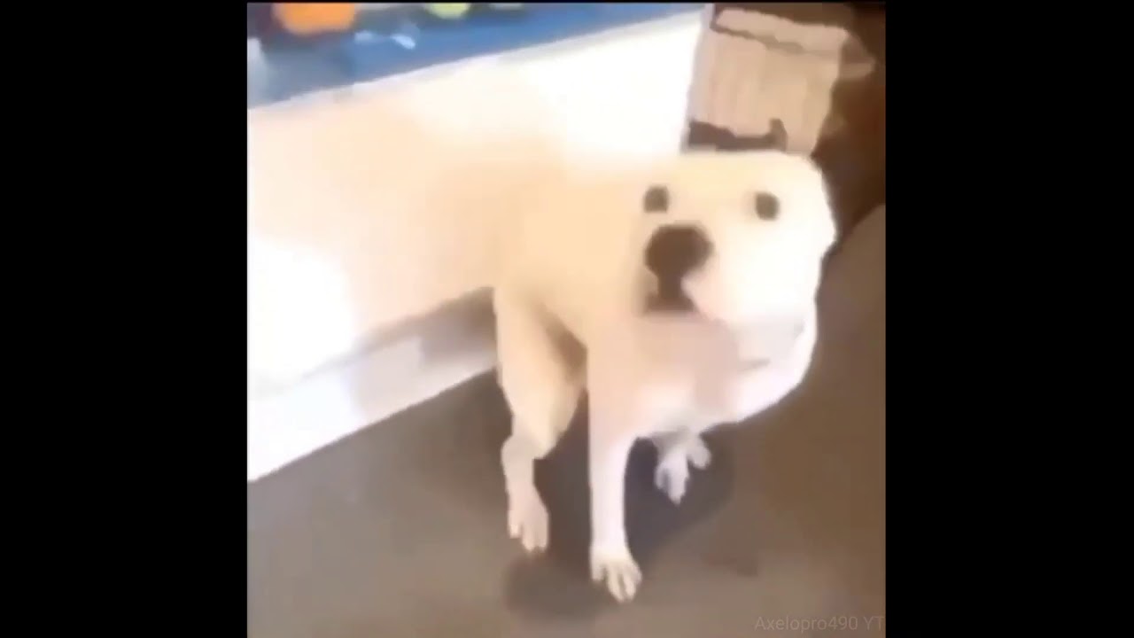 perro culiao choro bailando a lo maldito - YouTube