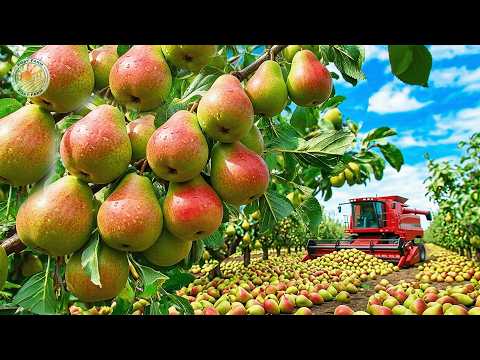 How Industrial Farmers Harvest Millions of Pears with Advanced Technology | Inside Pear Farming