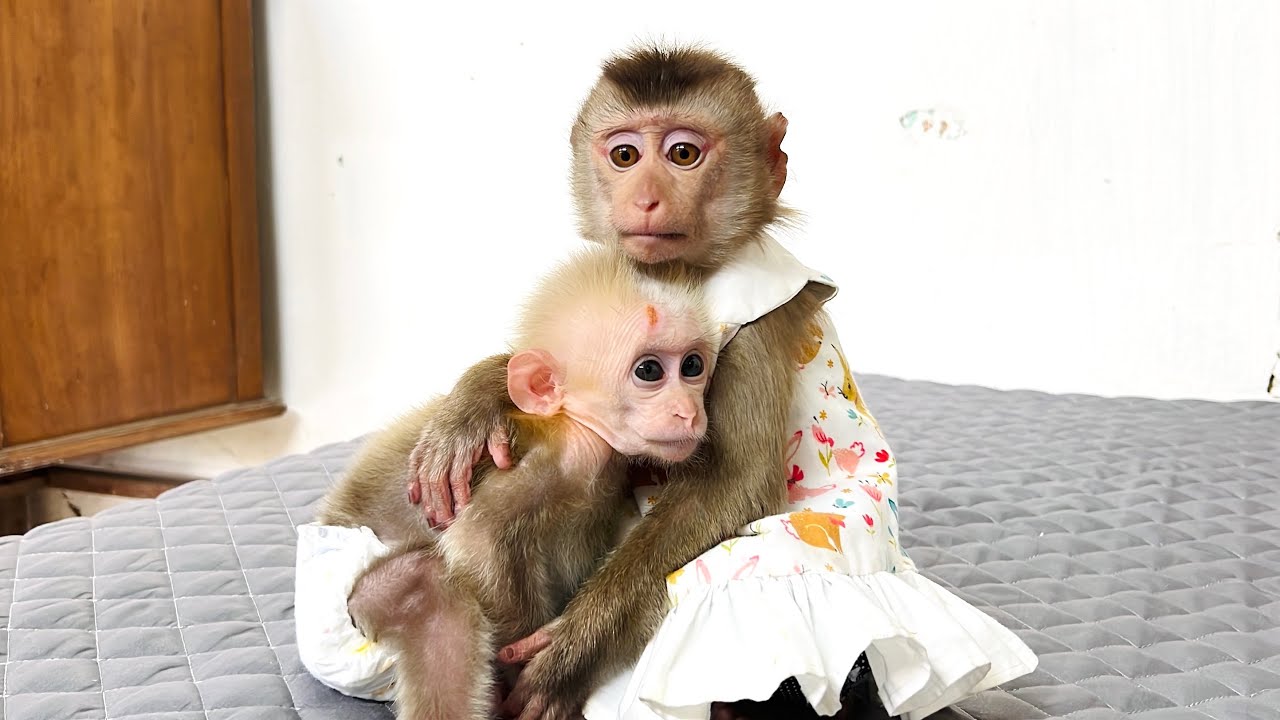monkey Tina helps her mother take care of the poor baby monkey when she ...