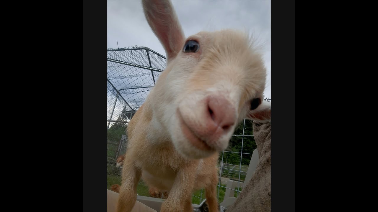 MIXTAPERS(B) FEAT. CHANCE, DANNY, BENIKA, RAD GUY, BILL, ISAAC HAYES ...