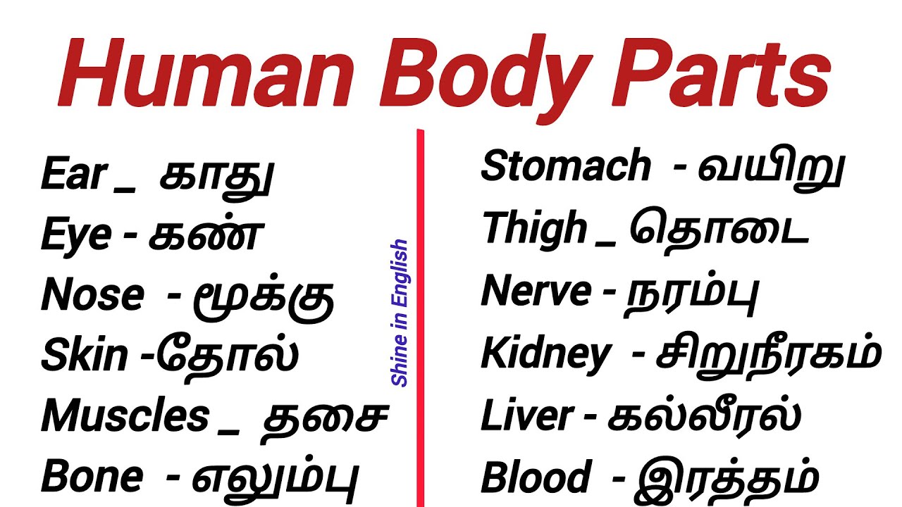 Human Body Parts in Tamil | Spoken English in Tamil| English vocabulary ...