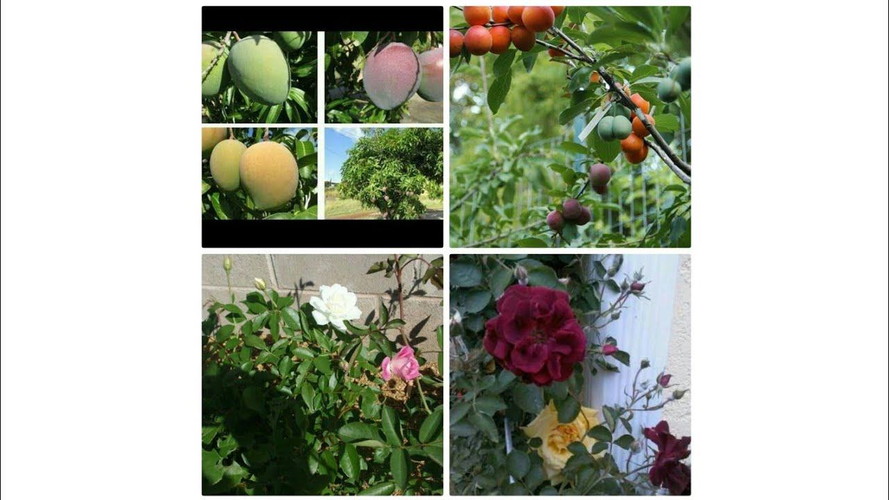 Grafting 100 different varity mangoes in single mango plant/different ...