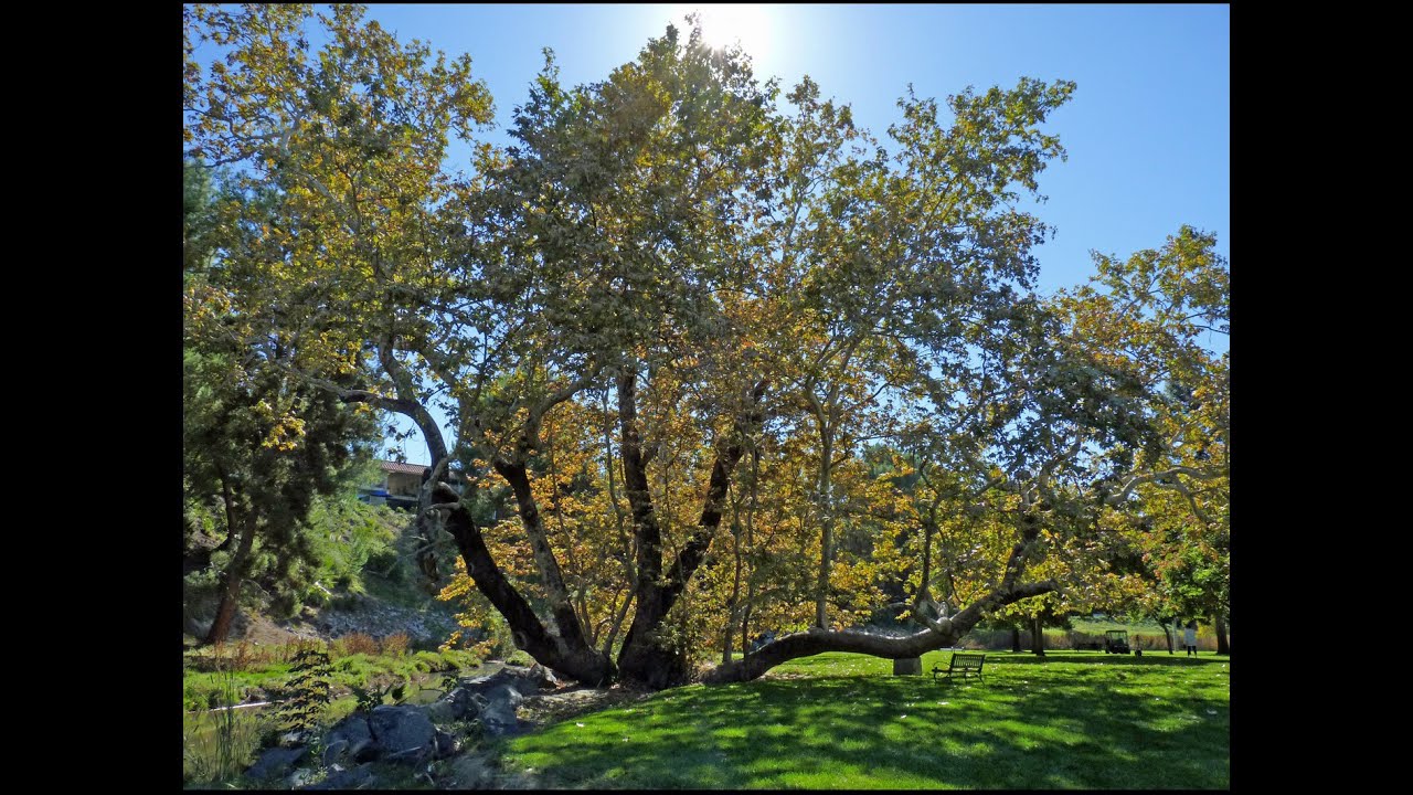 Laguna Woods Village Tree Walk Guides - YouTube
