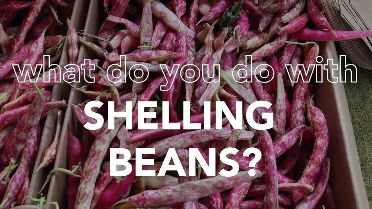 What Do You Do with Shelling Beans? with Brandon Jew & Lonely Mountain ...