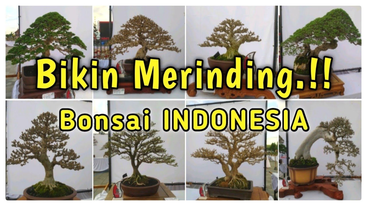 Kumpulan Bonsai Terbaik !! Nomer 8 Jenis Bonsai Yang Selalu di Buru ...