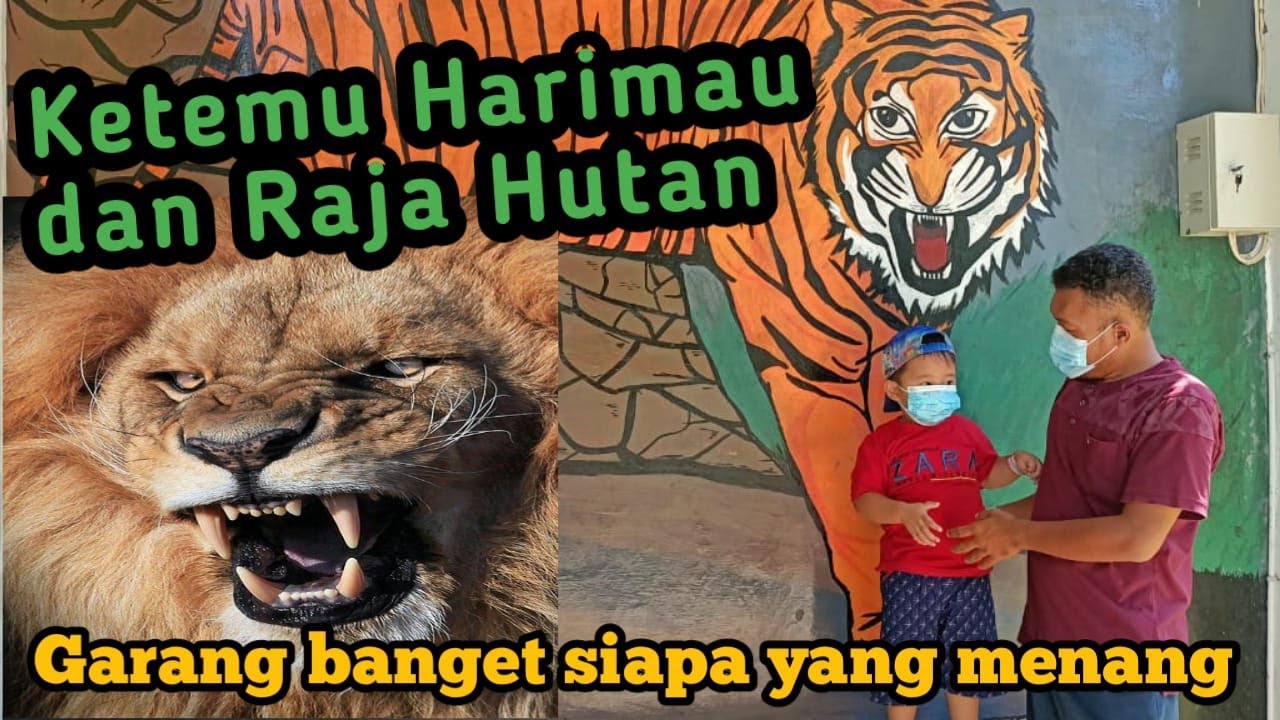 Singa dan Harimau mana lebih Garang - YouTube
