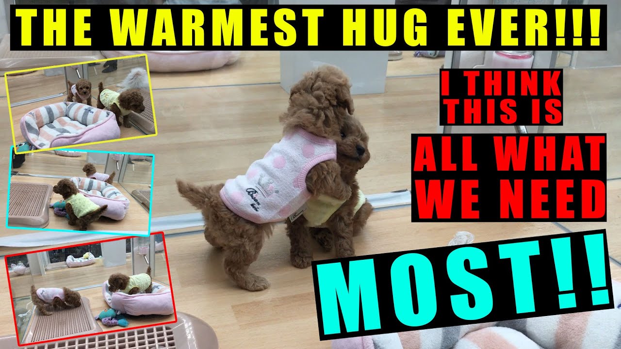 TWINNY DOGGO | HUG-WRESTLING SO FUNNY MOMENT!!! | GADJ - YouTube