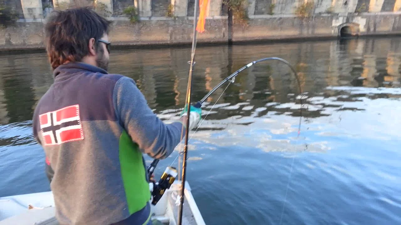 Silure meuse 2m + carnassier canne peche liegefishing - YouTube