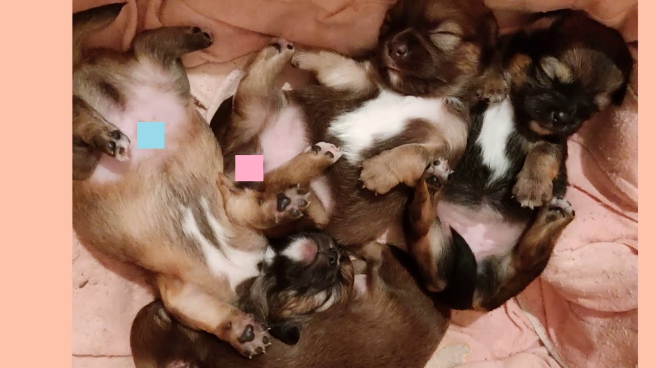 Chihuahua csivava production - YouTube