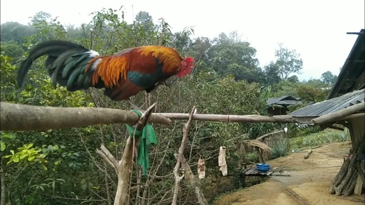 qaib dib liab zoo nraug heev thiab qua zoo - YouTube