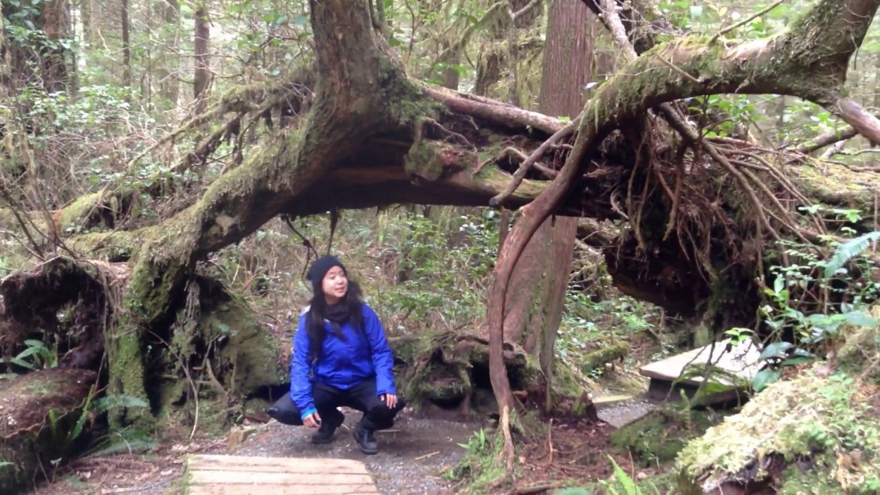 What is a Nurse Log? What is a Ghost Log? - YouTube