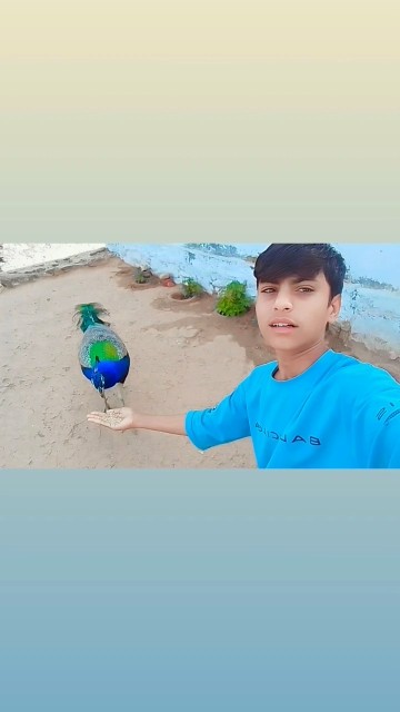 सजना मोहे आय गी नहीं # #peacock# tha nice# video #training #video ...