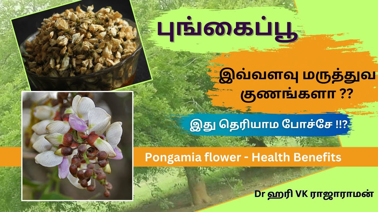 புங்கைப்பூ மருத்துவ குணங்கள் | Pongamia pinnata flower uses | Pungai ...