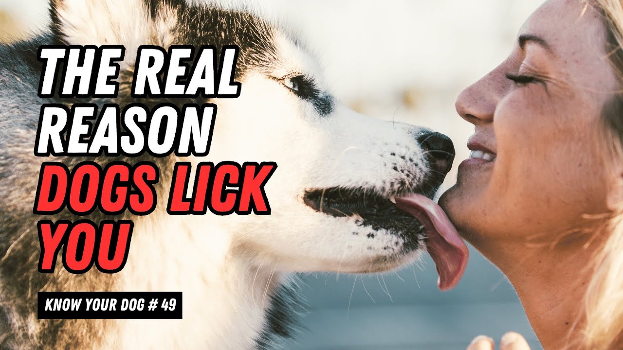 The Real Reason Dogs Lick You | 7 Surprising Reasons Behind Those ...