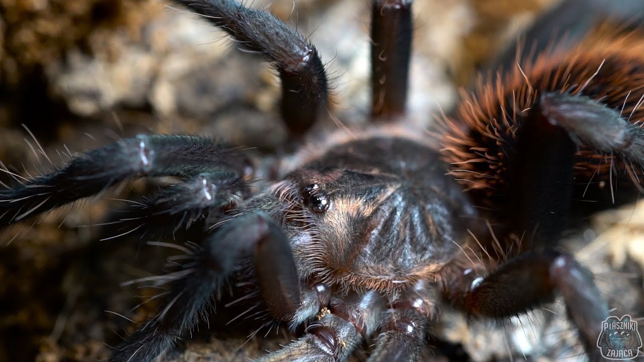 Nowe terraria dla Xenesthis immanis oraz grupówki Neoholothele incei ...
