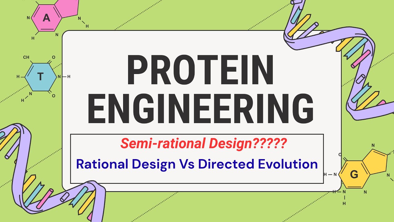 What is Protein Engineering in Biotechnology: Methods, Rational Design ...