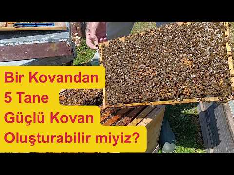 Kovanlar Patlamaya Başladı! #arıcılık #beekeeping #oğul arı#swarm