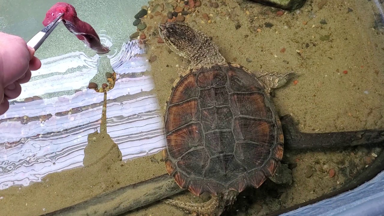 Snapping turtle eats delicious beef liver! - YouTube