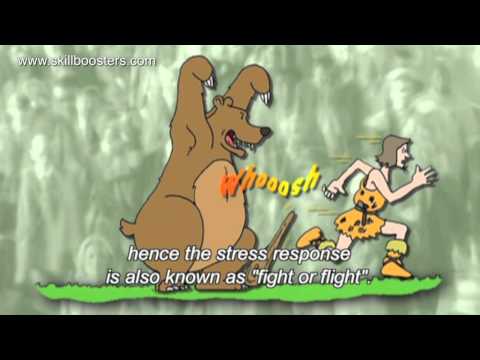 Fight or flight   the stress response