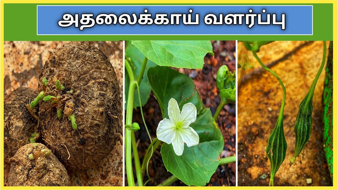 அதலைக்காய் செடி வளர்ப்பது எப்படி? Athalakkai Chedi Valarpathu Eppadi ...