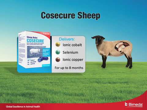 The Bimeda Trace Element Bolus Range For Sheep - YouTube
