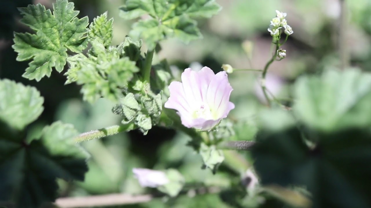 COMMON MALLOW (Malva neglecta) - YouTube