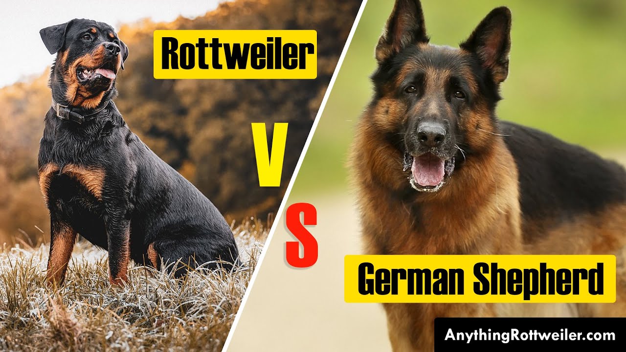 Rottweiler vs. German Shepherd: Choosing the Best Breed for Your Family ...