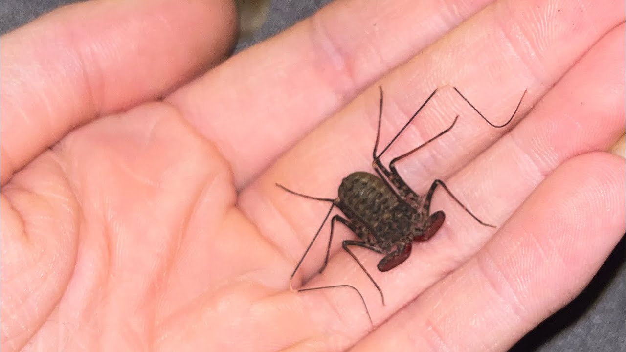 Care guide for a tailless whip scorpion🫶🏻 - YouTube