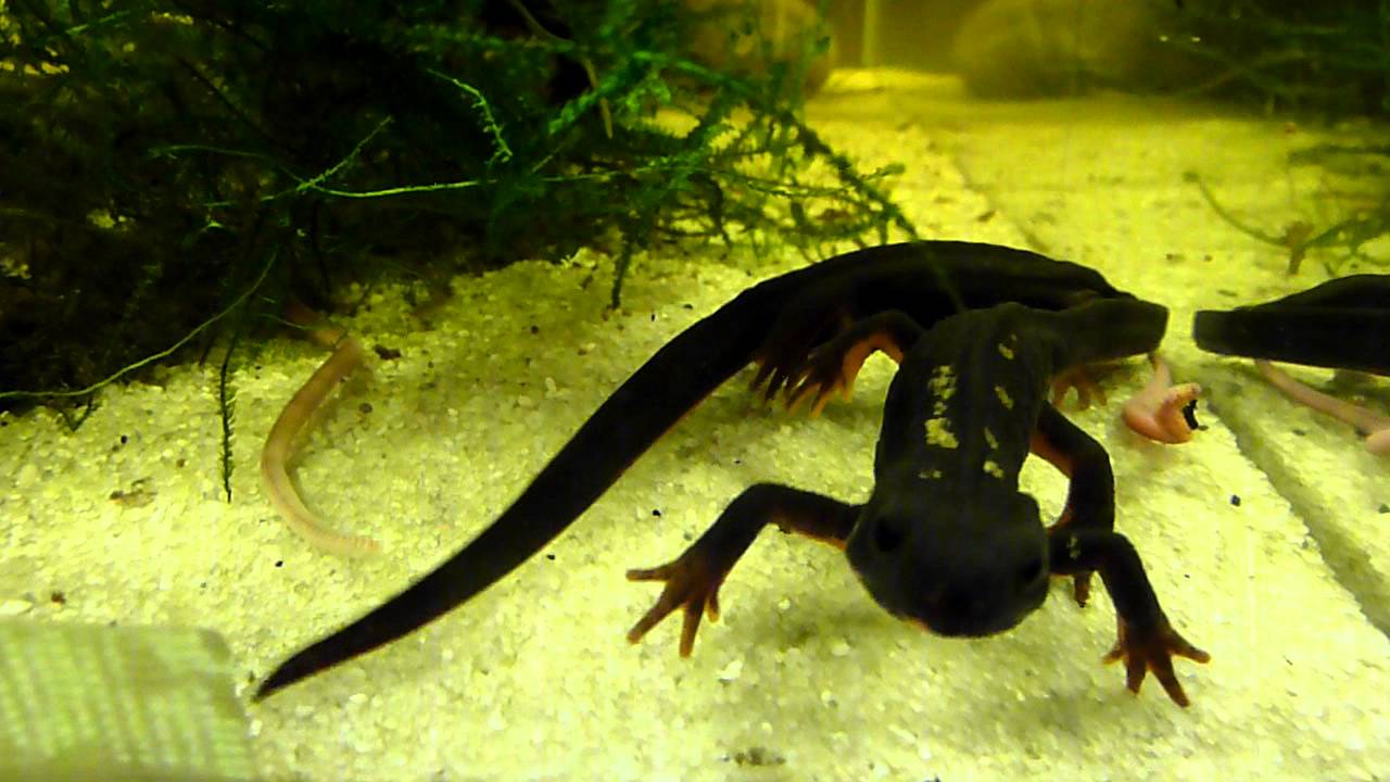 Cynops ensicauda popei "Tokashiki" - YouTube