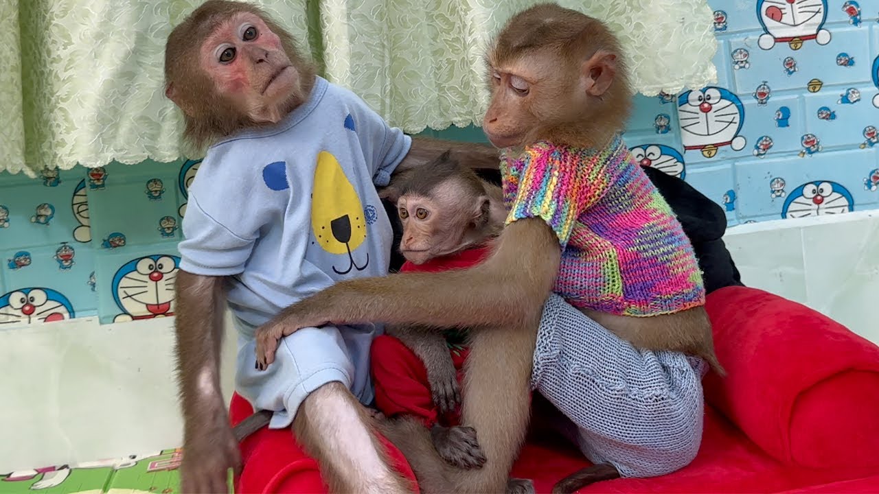 Two Big Monkeys happily play with the super cute Baby Bob - YouTube