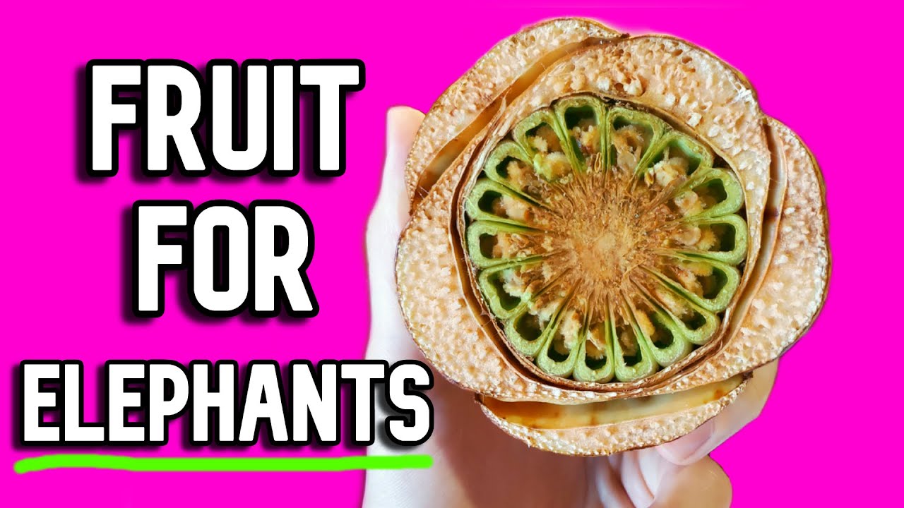 ELEPHANT APPLE - Elephants LOVE this fruit and I do too! - YouTube