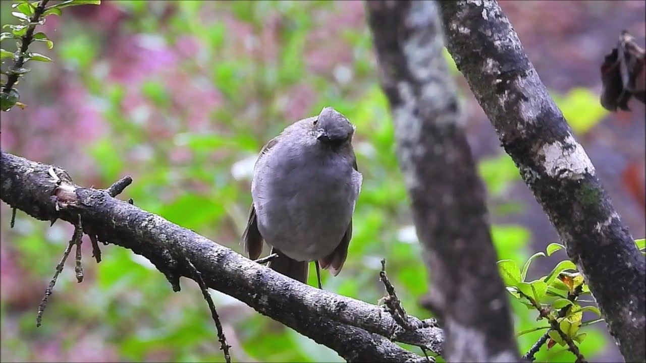 Big Island ‘ōma‘ō (Hawaiian Thrush) - YouTube