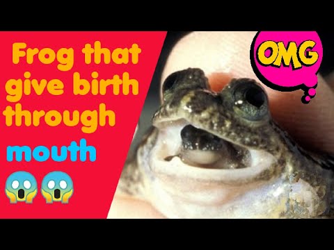 Frogs that give birth through their mouth!!🤯🤯 - YouTube