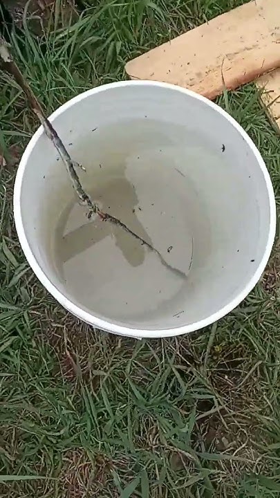 Try This Cool Trick To Keep Bugs Out Of Your Animals Water Containers! #insect #garden # ...