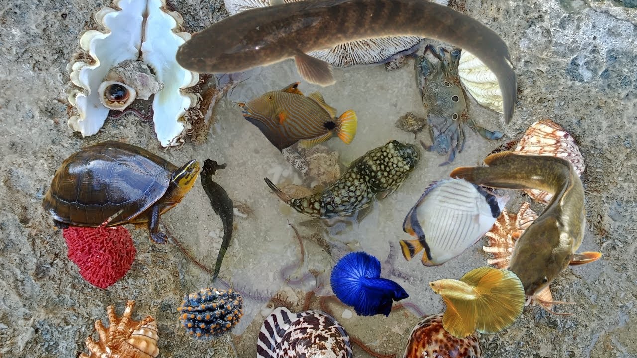 Seek and Find StarFish, Hermit Crabs, Crabs, Ikan Cupang, Ikan Lele ...