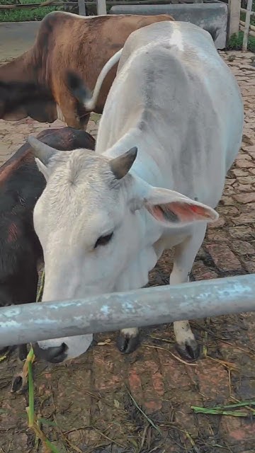 Mini Zoo | C & B | Savar | - YouTube