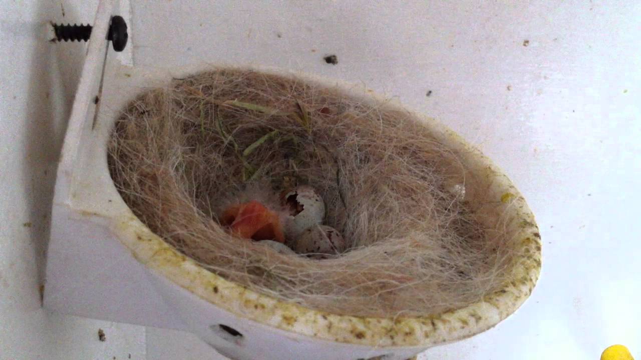 Newborn Canary - YouTube