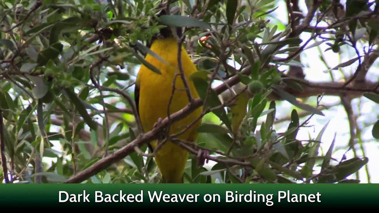 Dark-Backed Weaver (aka Forest Weaver) on Birding Planet - YouTube
