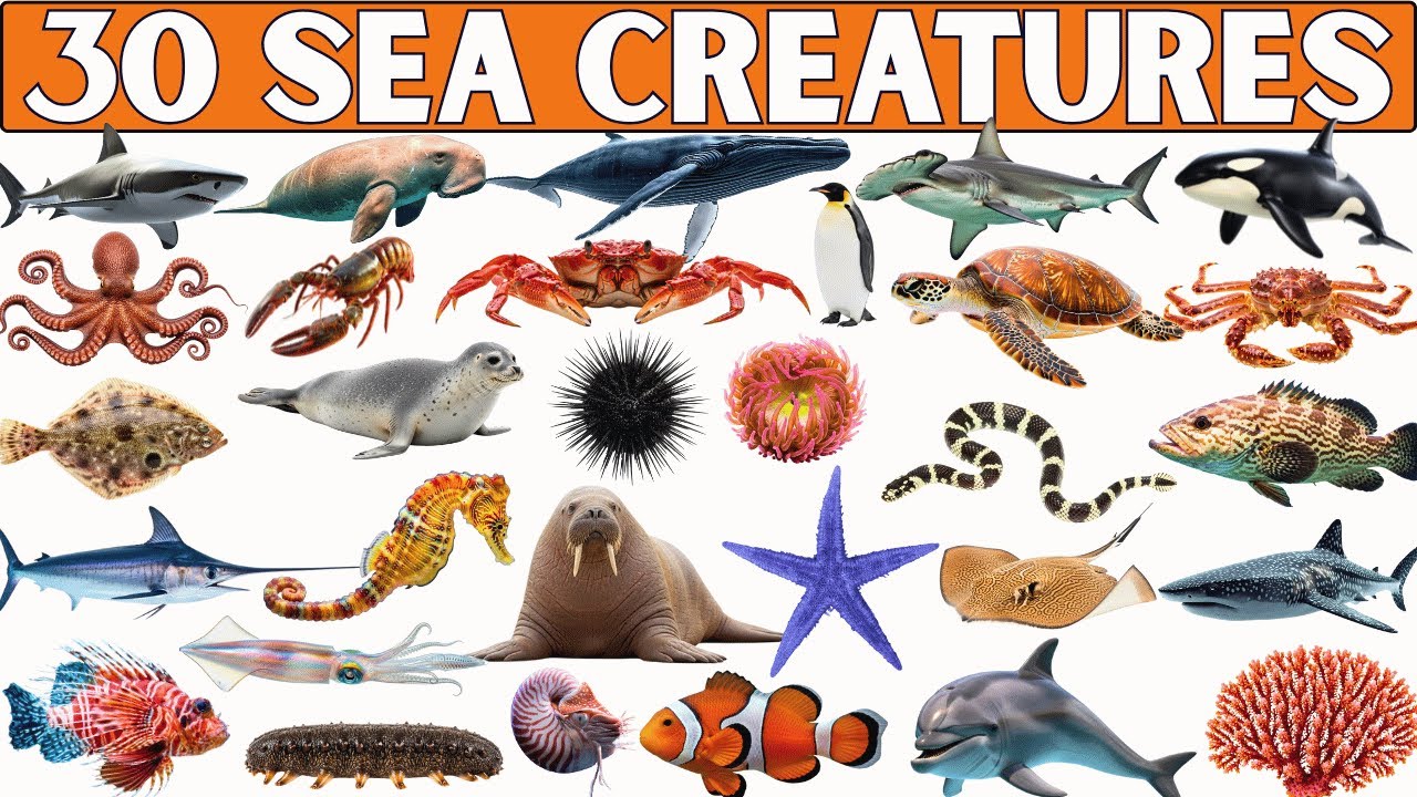 Sea Creatures 🌊🐬| Learn the Names of 30 Sea Creatures Quickly (Super ...